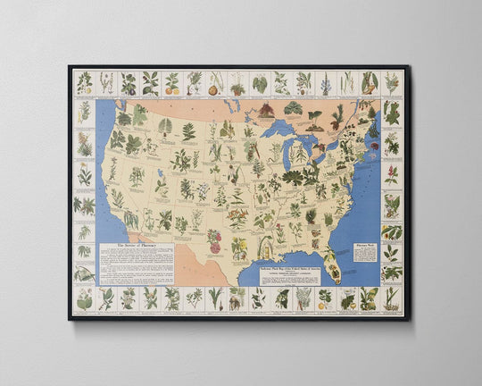 Historic Map - Medicinal plant map of the United States of America, 19 ...