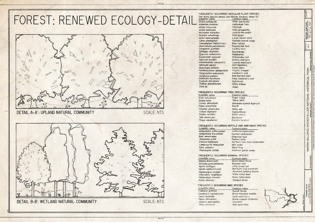 Blueprint Forest: Renewed Ecology Detail - Marsh-Billings-Rockefeller ...