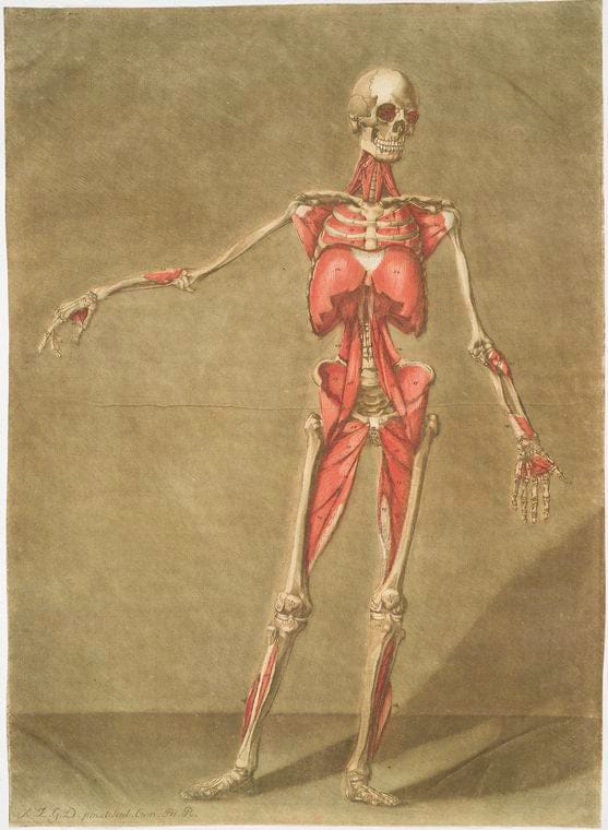 Art Print : Cette Planche represente le dernier ordre de Muscles, 1741 ...