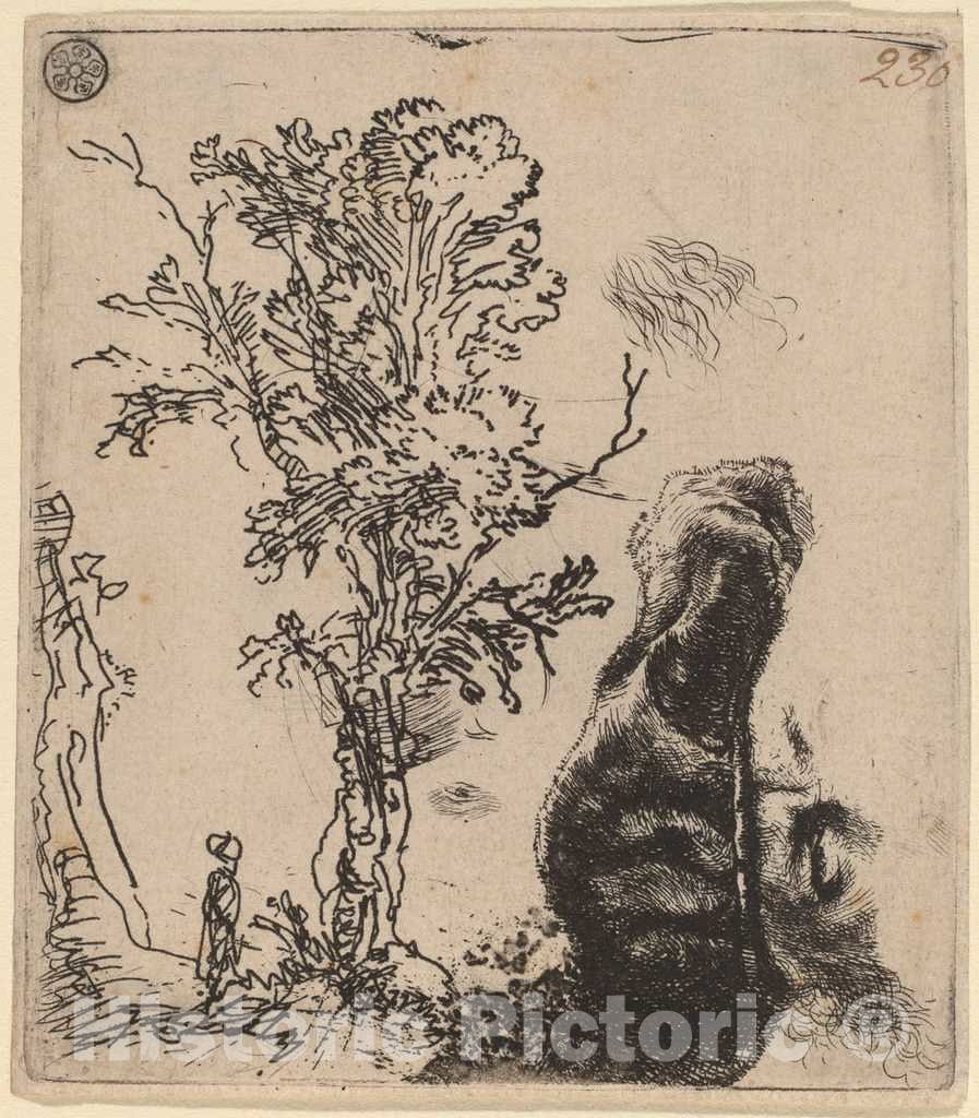 Art Print : Rembrandt, Sheet with Two Studies: a Tree, and The Upper P ...