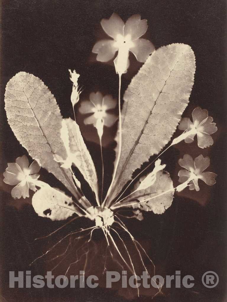 Art Print : Botanical Photogram, 1860s - Vintage Wall Art - Historic ...