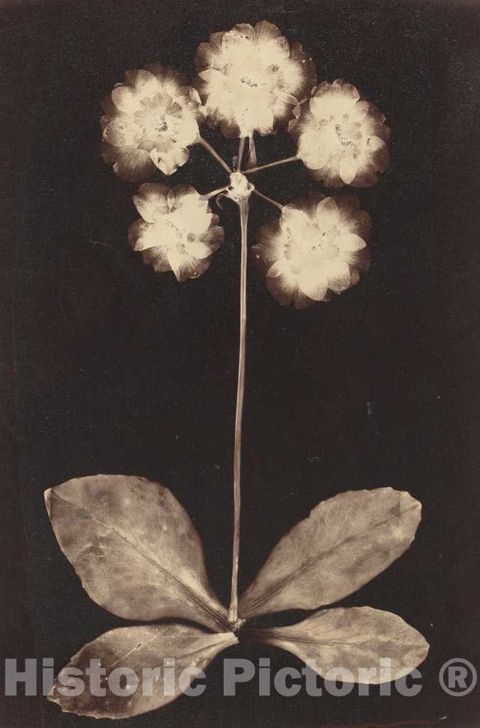 Art Print : Botanical Photogram, 1860s - Vintage Wall Art – Historic ...