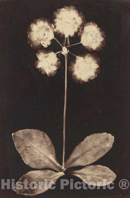 Art Print : Botanical Photogram, 1860s - Vintage Wall Art – Historic ...