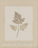 William Henry Fox Talbot - Leaf of a Plant - Historic Pictoric