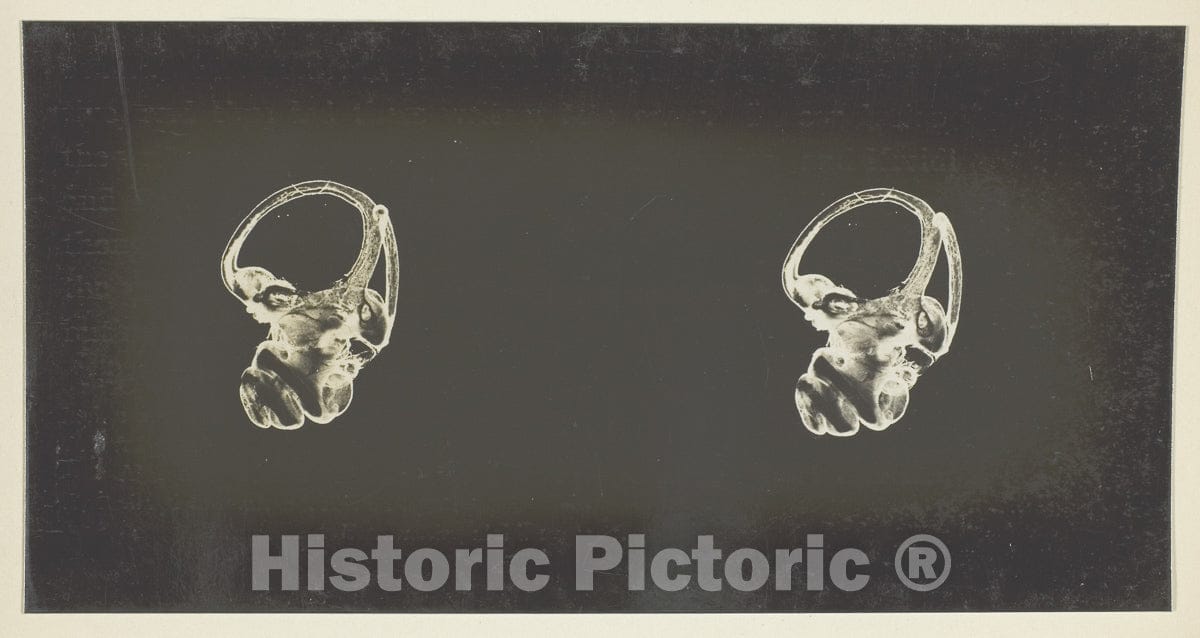 Art Photo : The Labyrinth of Animals; Including Mammals, Birds, Reptil ...