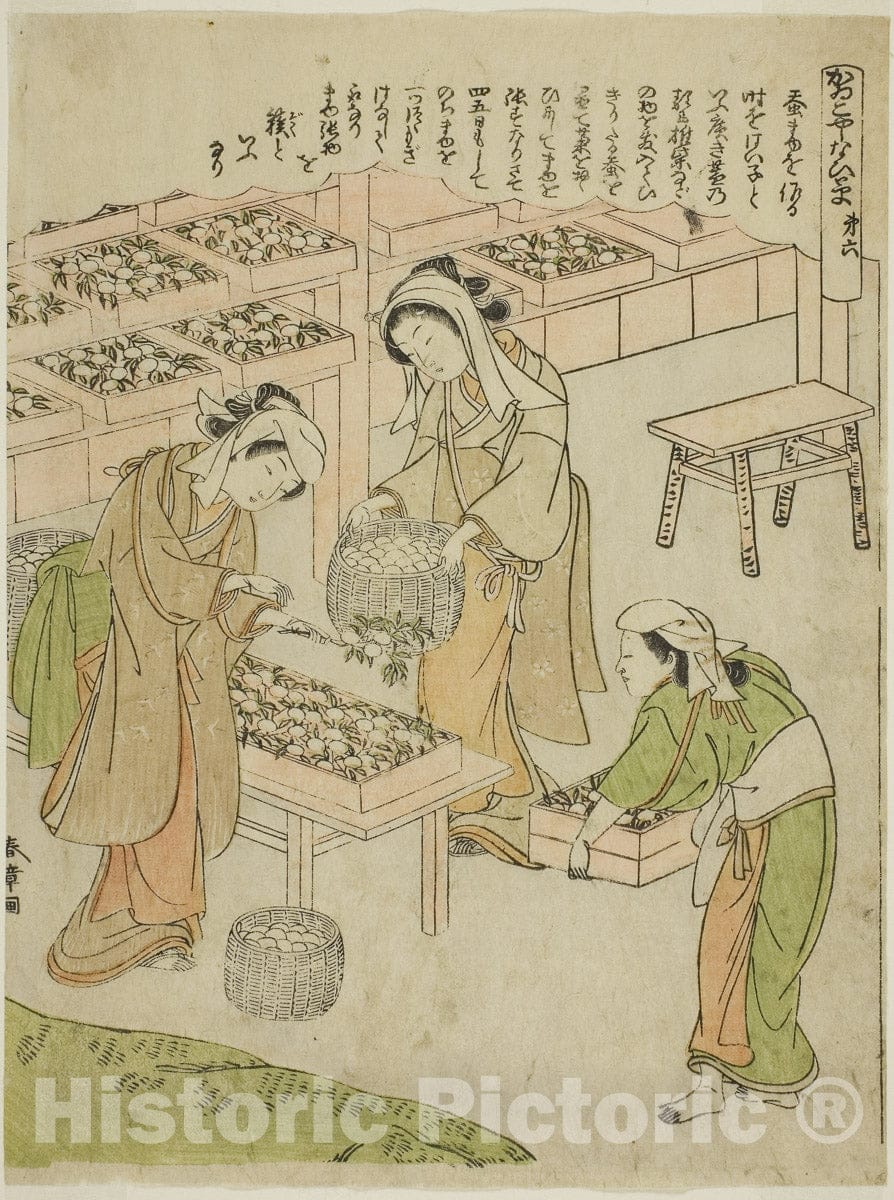 Art Print : Plate six (Examining the Newly Spun Cocoons), from the ser ...