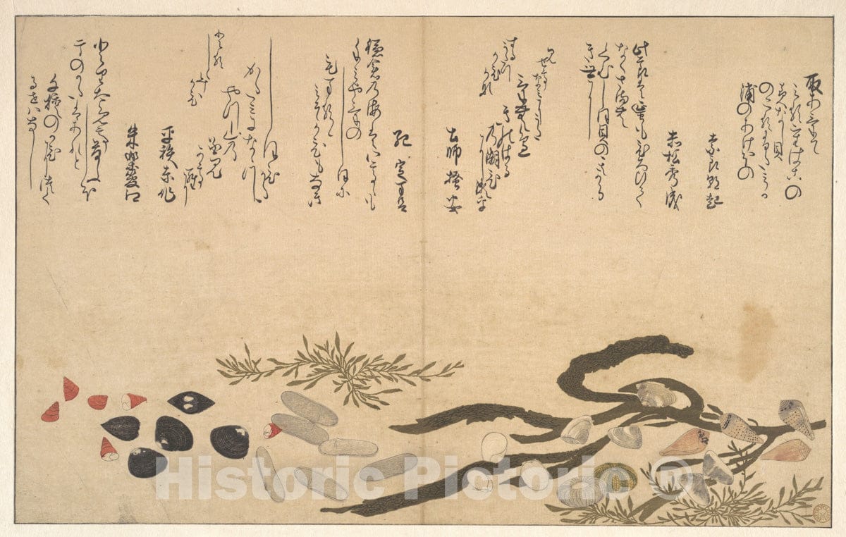 Kitagawa Utamaro - Shells Under Water - Japan v.2 – Historic Pictoric