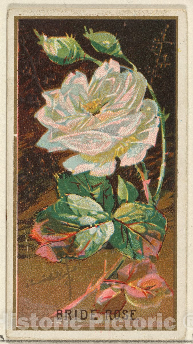 Issued by Goodwin & Company - Bride Rose, from The Flowers Series for ...