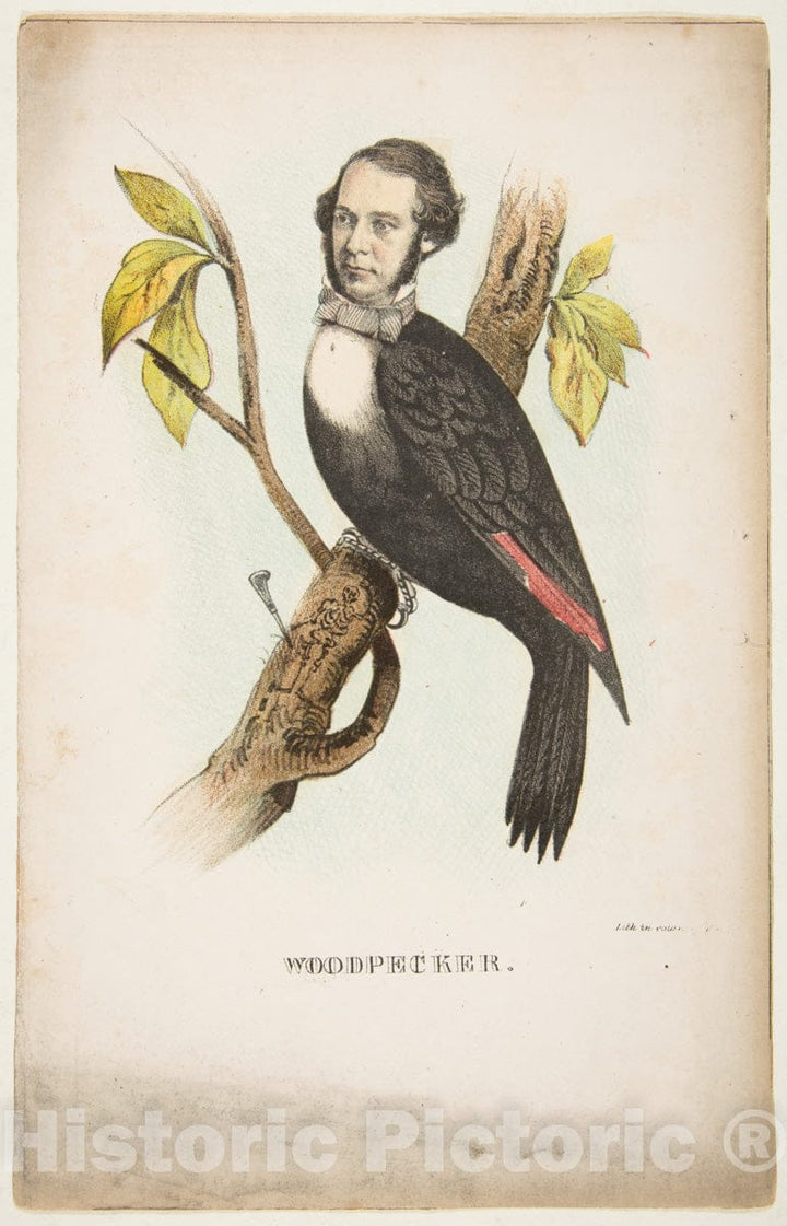 Art Print : Henry Louis Stephens - Woodpecker (William B. Gihon), from ...