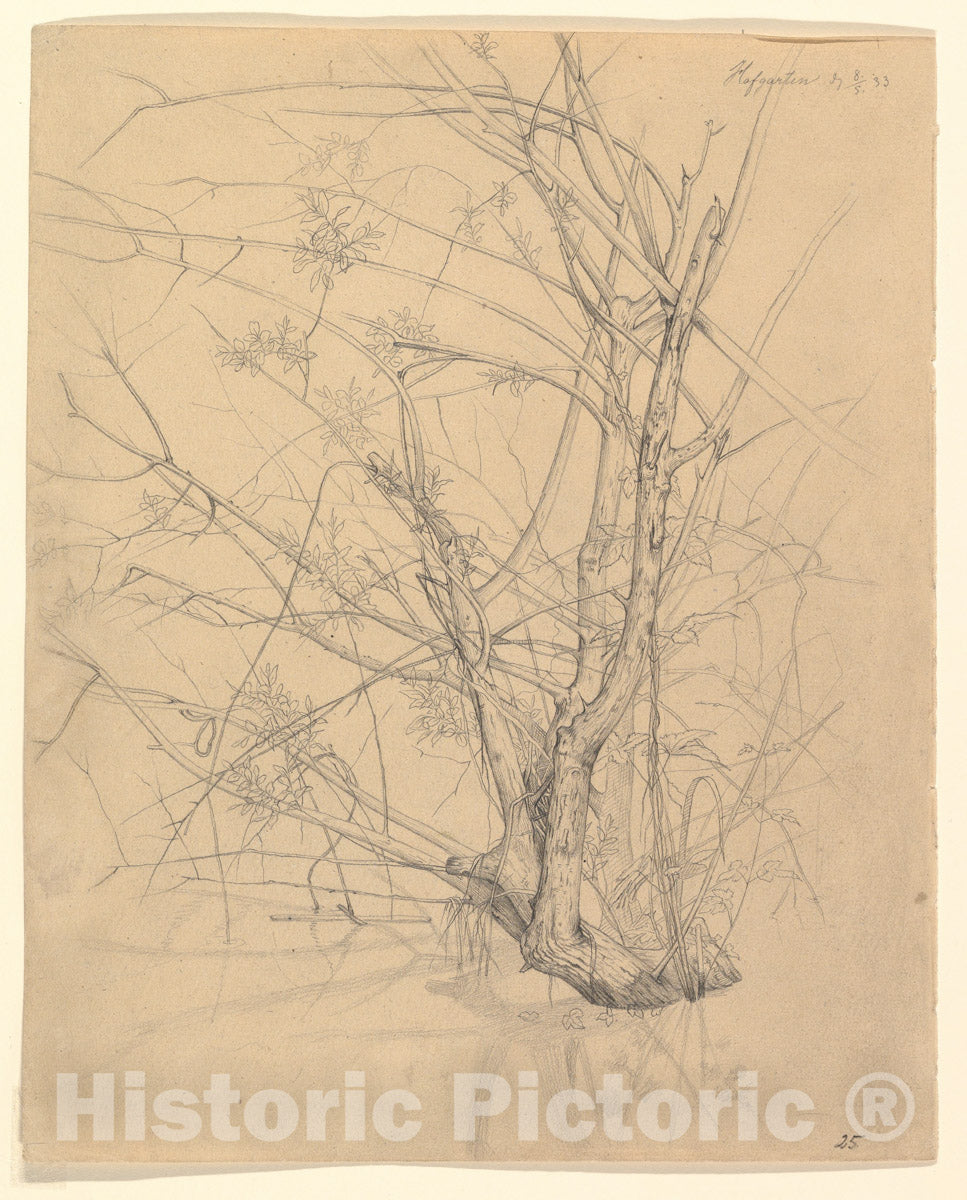 Art Print : Johann Wilhelm Preyer - Study of a Tree Standing in Water ...