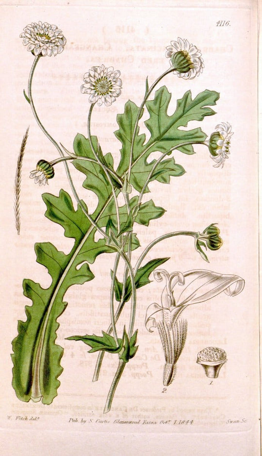 Plant Life – Historic Pictoric