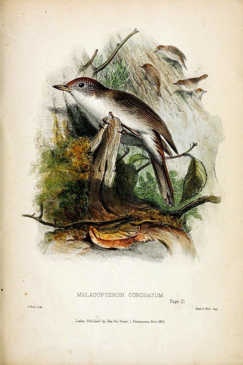 Contributions to the natural history of Labuan, and the adjacent coast ...