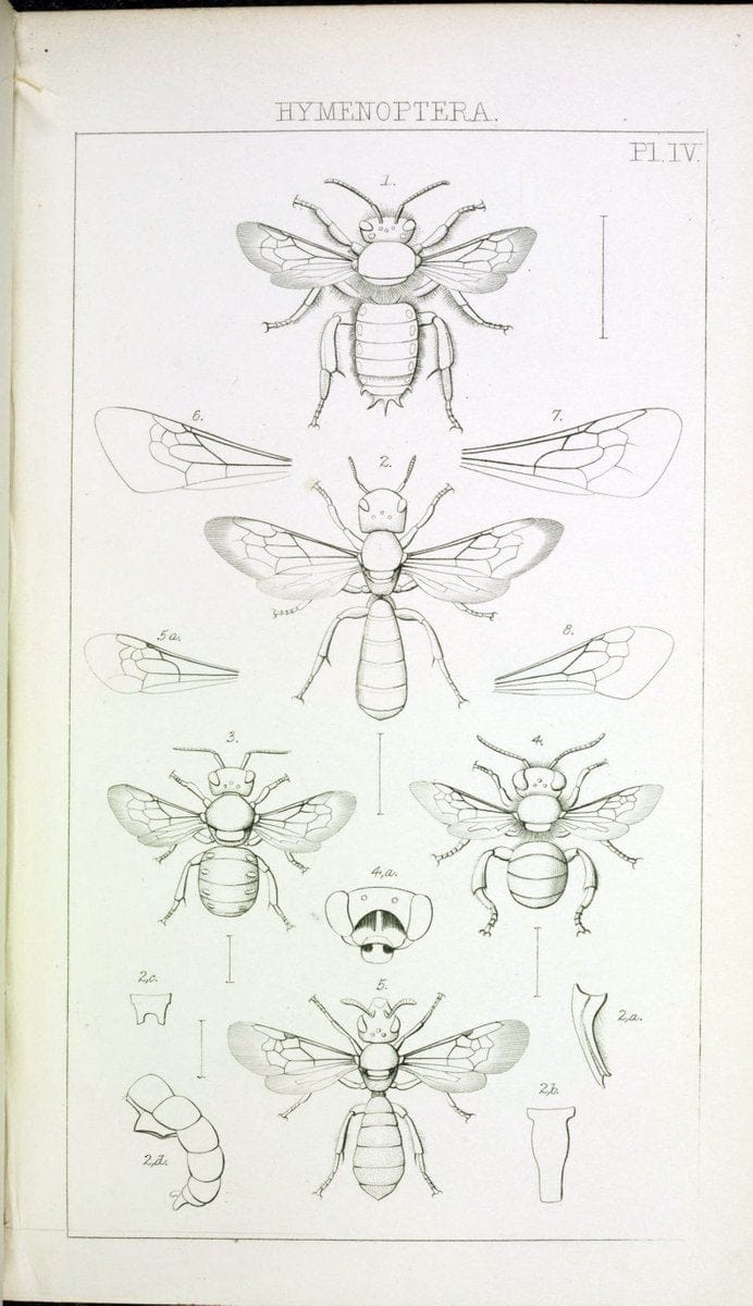 Catalogue of British Hymenoptera in the collection of the British Muse ...