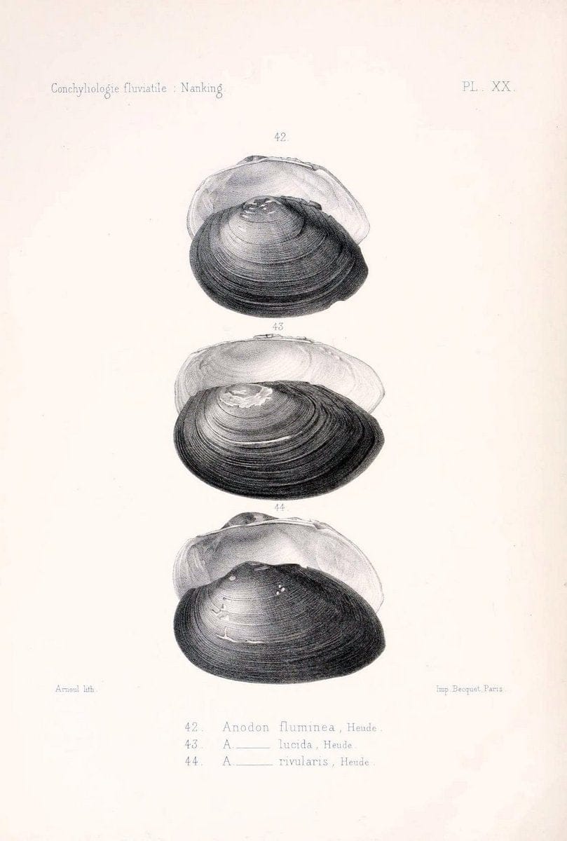 Conchyliologie fluviatile de la province de Nanking et de la Chine cen ...