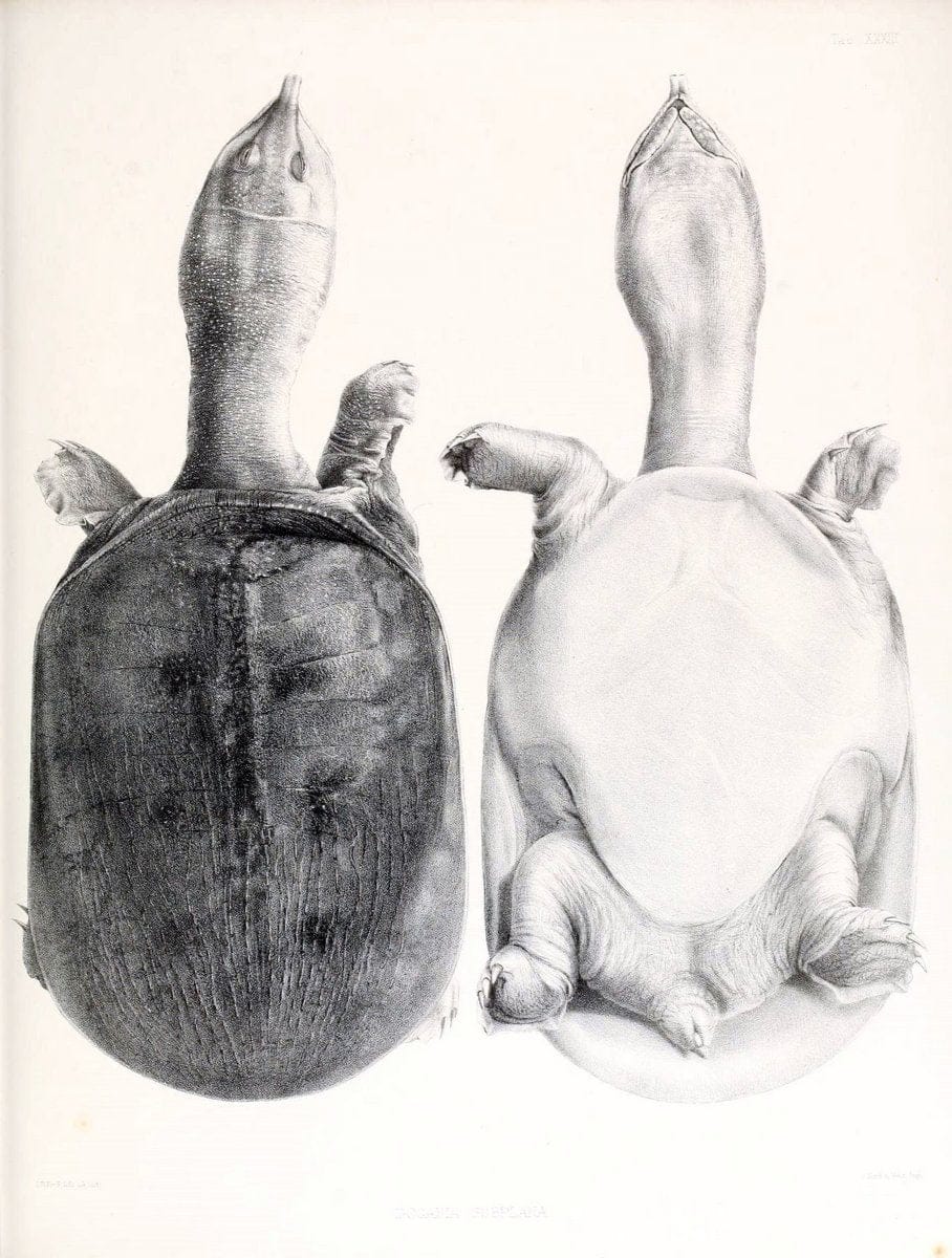 Catalogue of shield reptiles in the collection of the British Museum ...