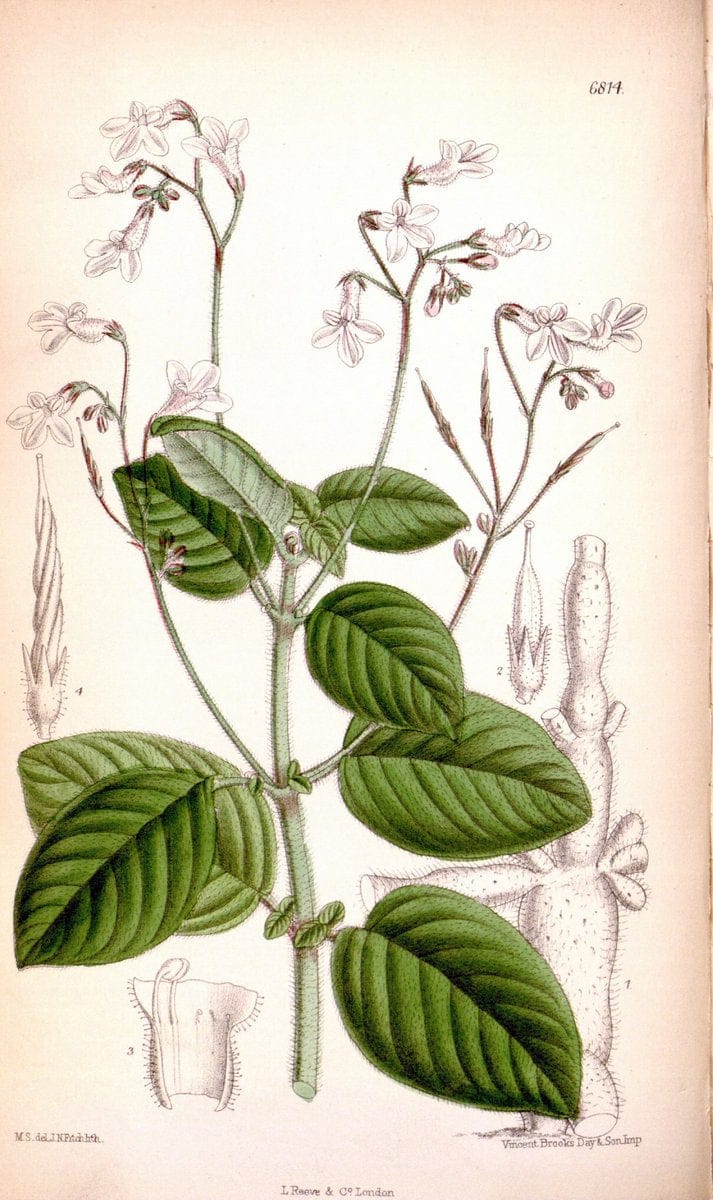 Curtis's botanical magazine. London ; New York [etc.] :Academic Press ...