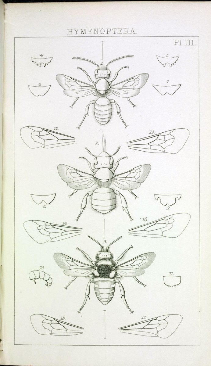 Catalogue of British Hymenoptera in the collection of the British Muse ...
