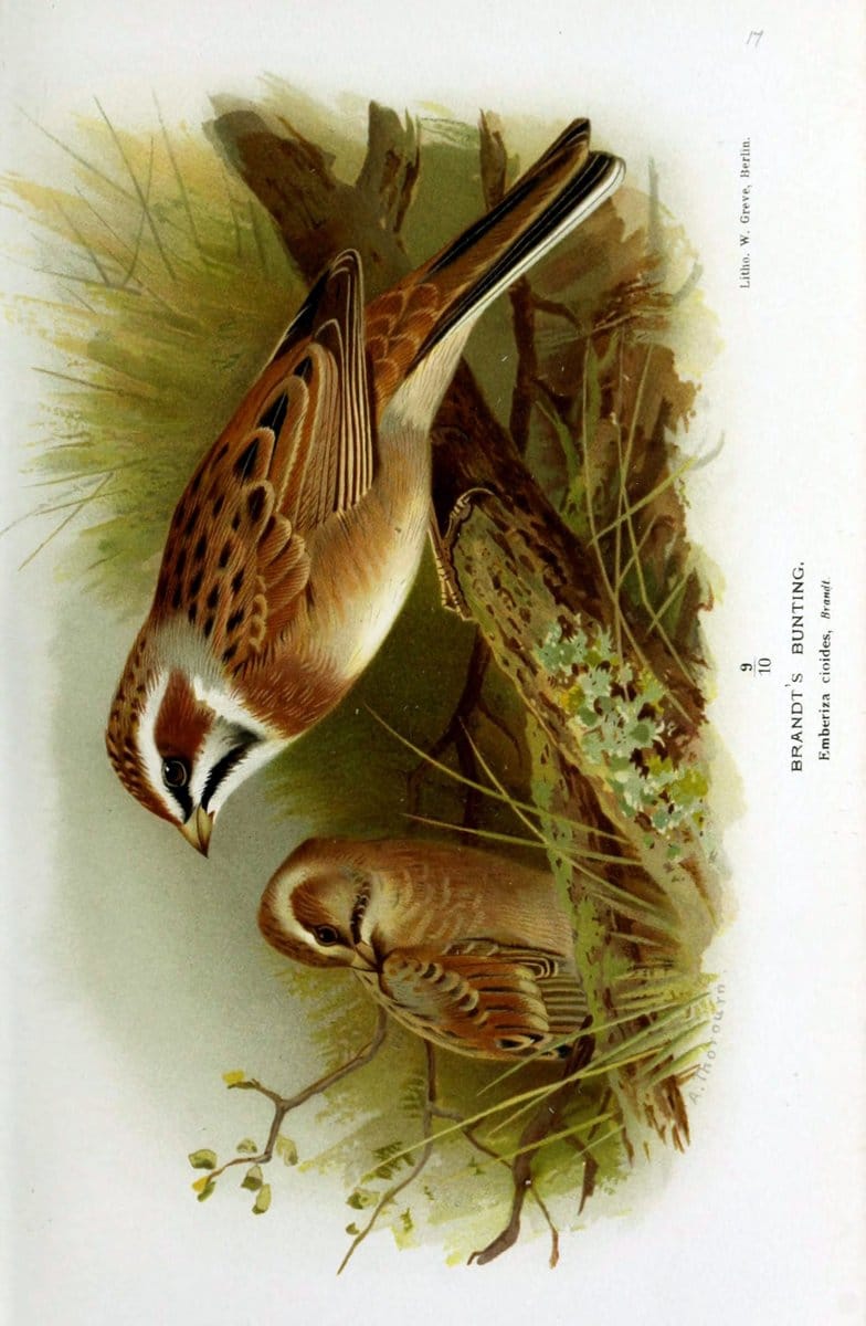 Coloured figures of the birds of the British Islands | "Meadow Bunting ...