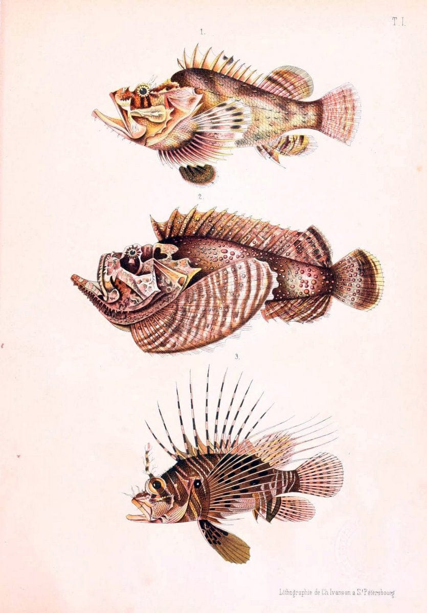 Atlas des poissons vÃ©nÃ©neuxS.-Peterburg,TipografÃ Â¯ia V.S. Balashev ...