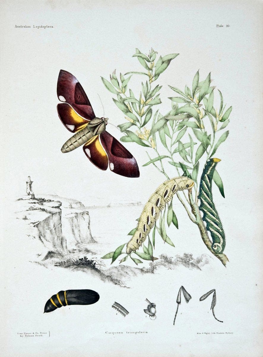 Australian lepidoptera and their transformations, drawn from the life ...