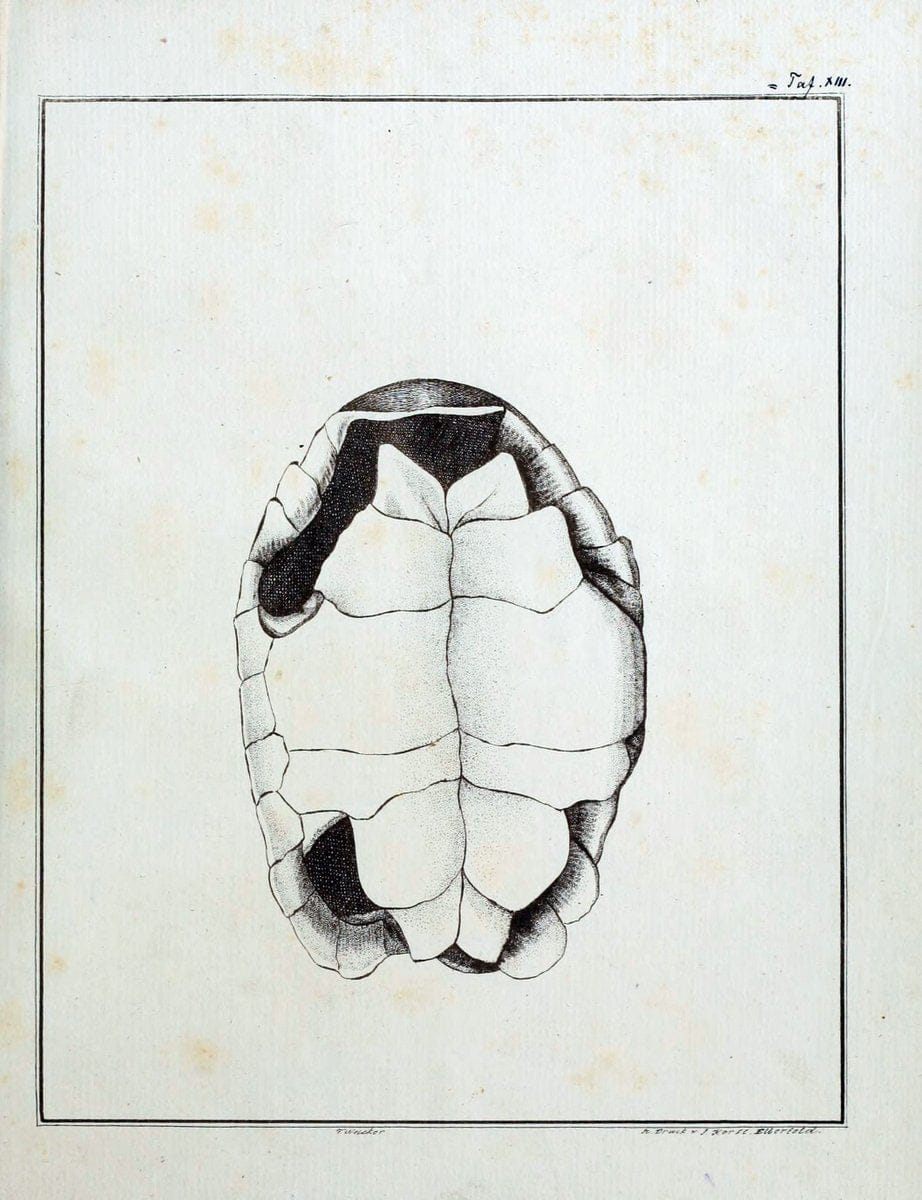Beytraege zur Naturgeschichte /.Duisburg und Lemgo, etc. :Auf Kosten d ...