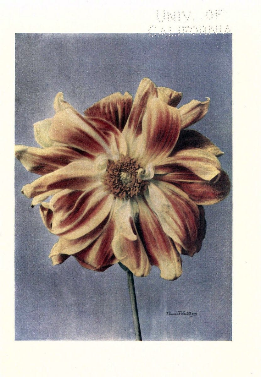 DahliasNew York,Frederick A. Stokes[1912] | Dahlias "University of Cal ...
