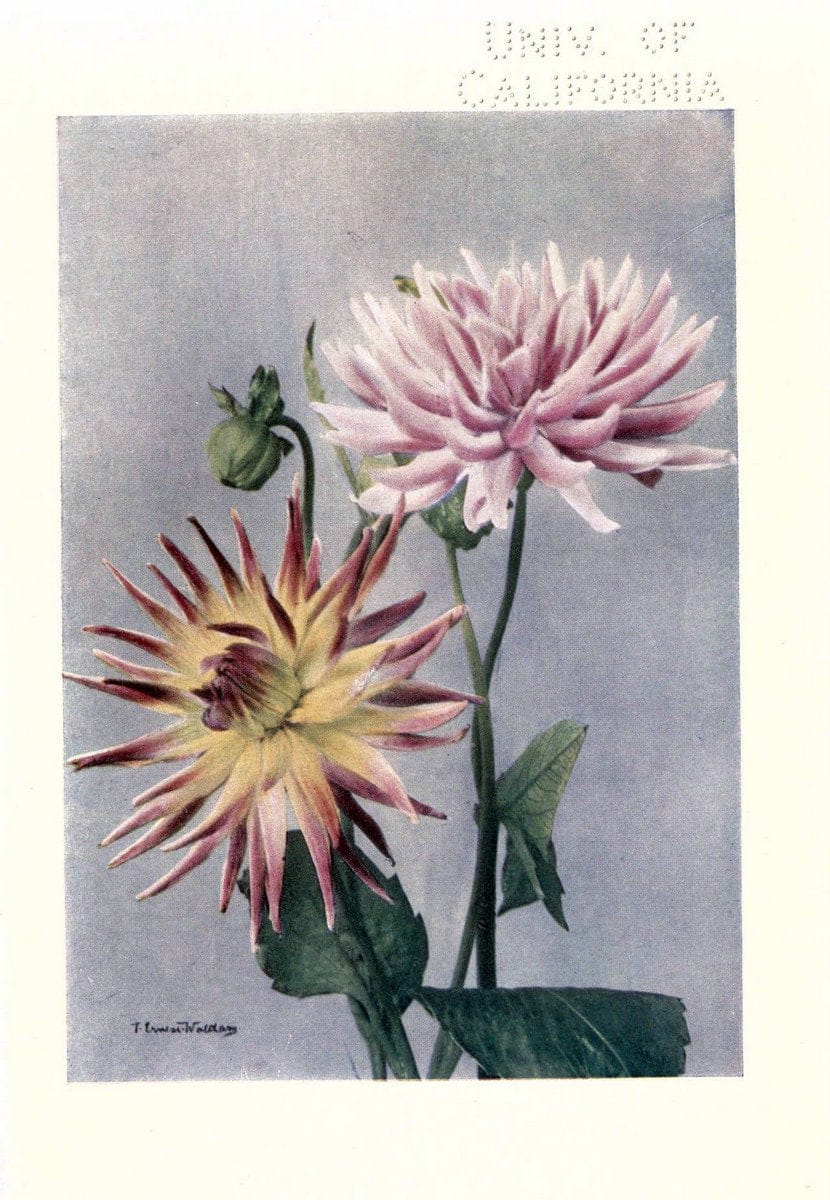 DahliasNew York,Frederick A. Stokes[1912] | Dahlias "University of Cal ...