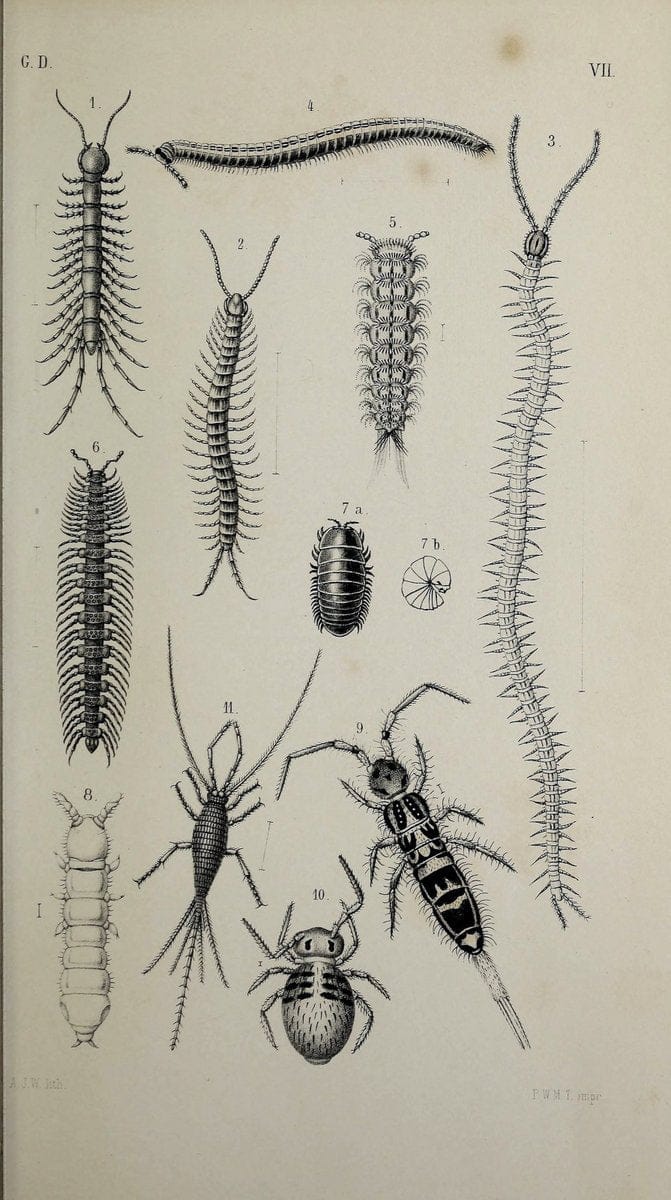 De gelede dieren /.Amsterdam :G.L. Funke,1868. | Arthropoda Insects Ne ...