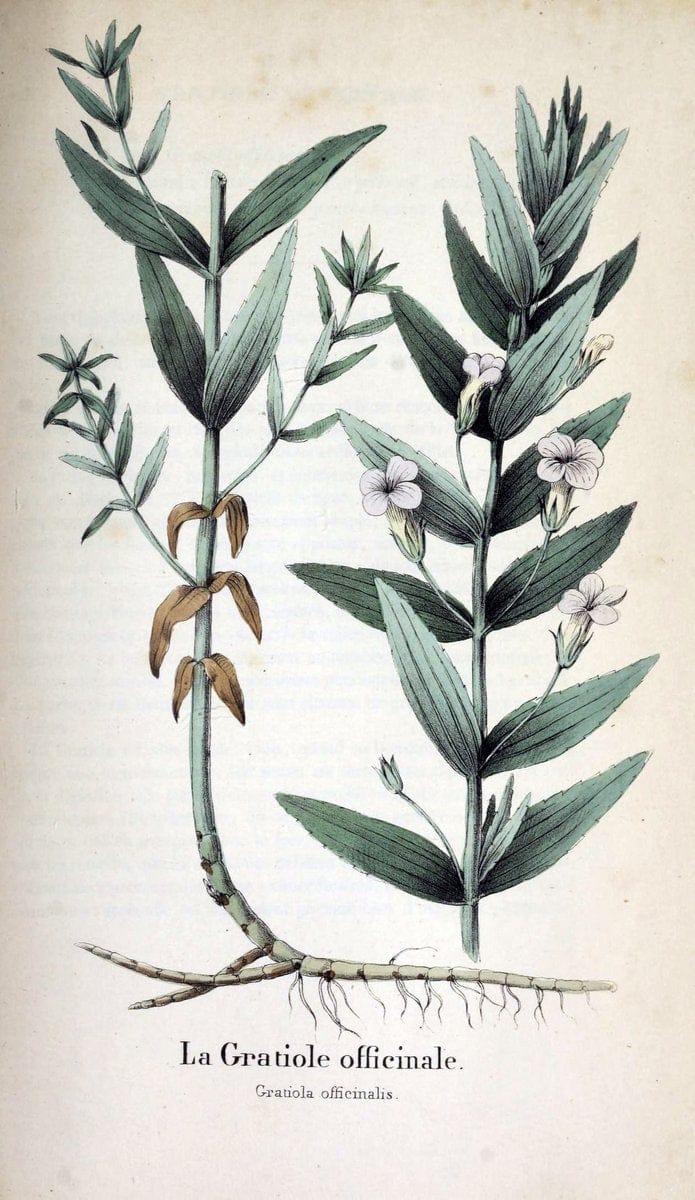 Description des plantes veÃŒÂ neÃŒÂ neuses du canton de Neuchatel aÃŒâ ...