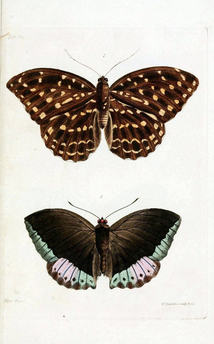 Descriptions and figures of some new lepidopterous insects, chiefly fr ...