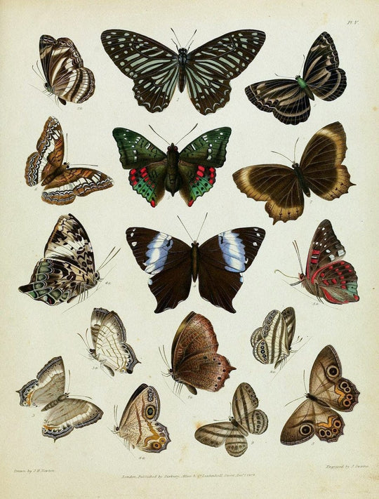 Descriptive catalogue of the lepidopterous insects contained in the Mu ...