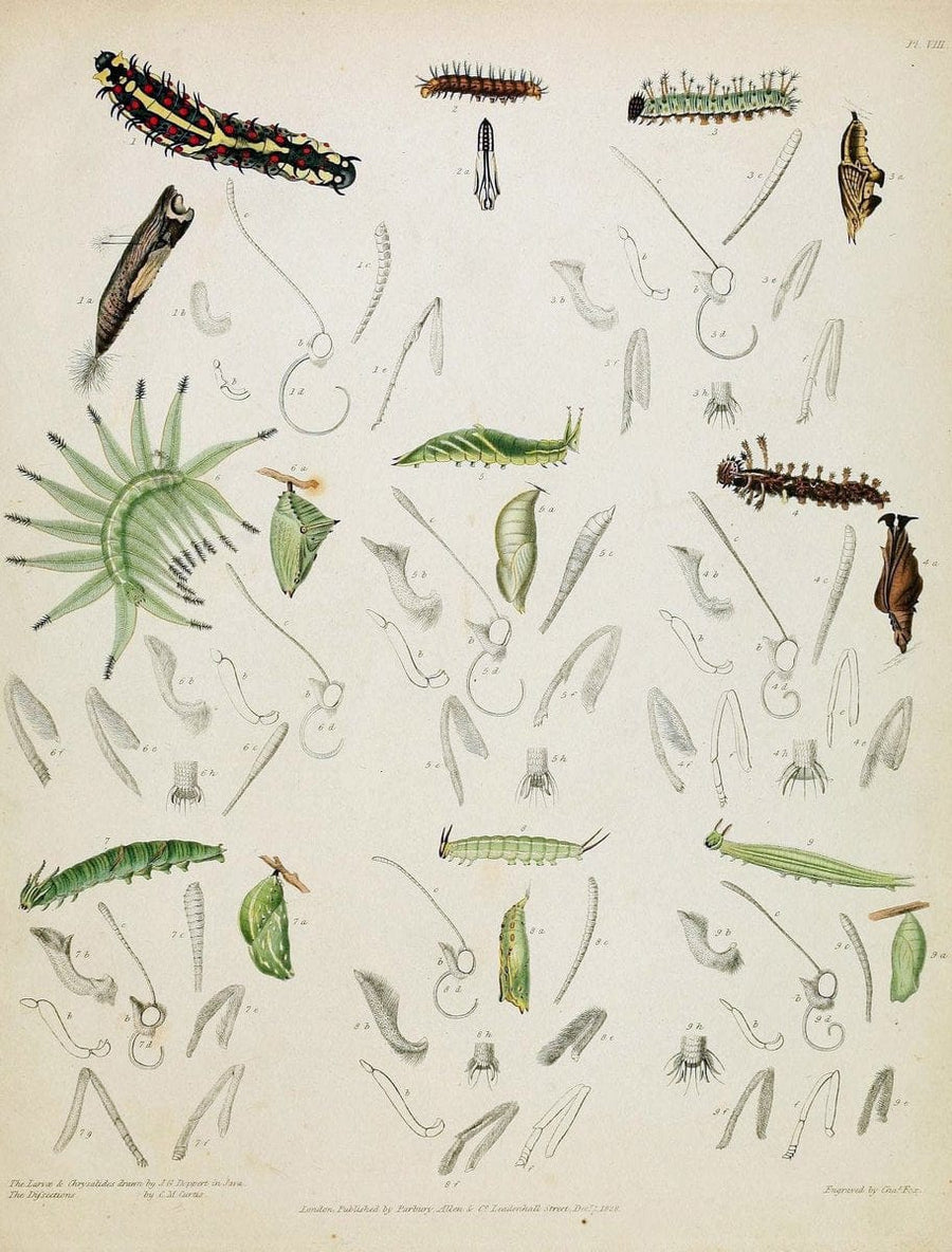 Descriptive catalogue of the lepidopterous insects contained in the Mu ...