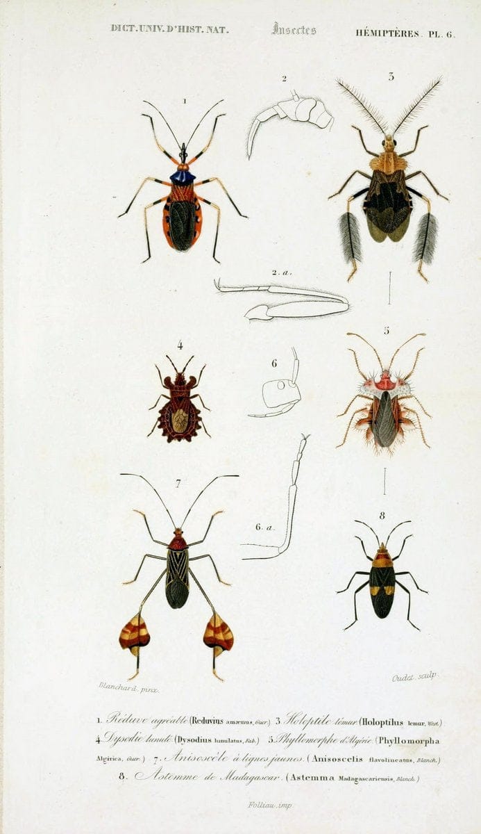 Dictionnaire universel d'histoire naturelle :.Paris:Chez les editeurs ...