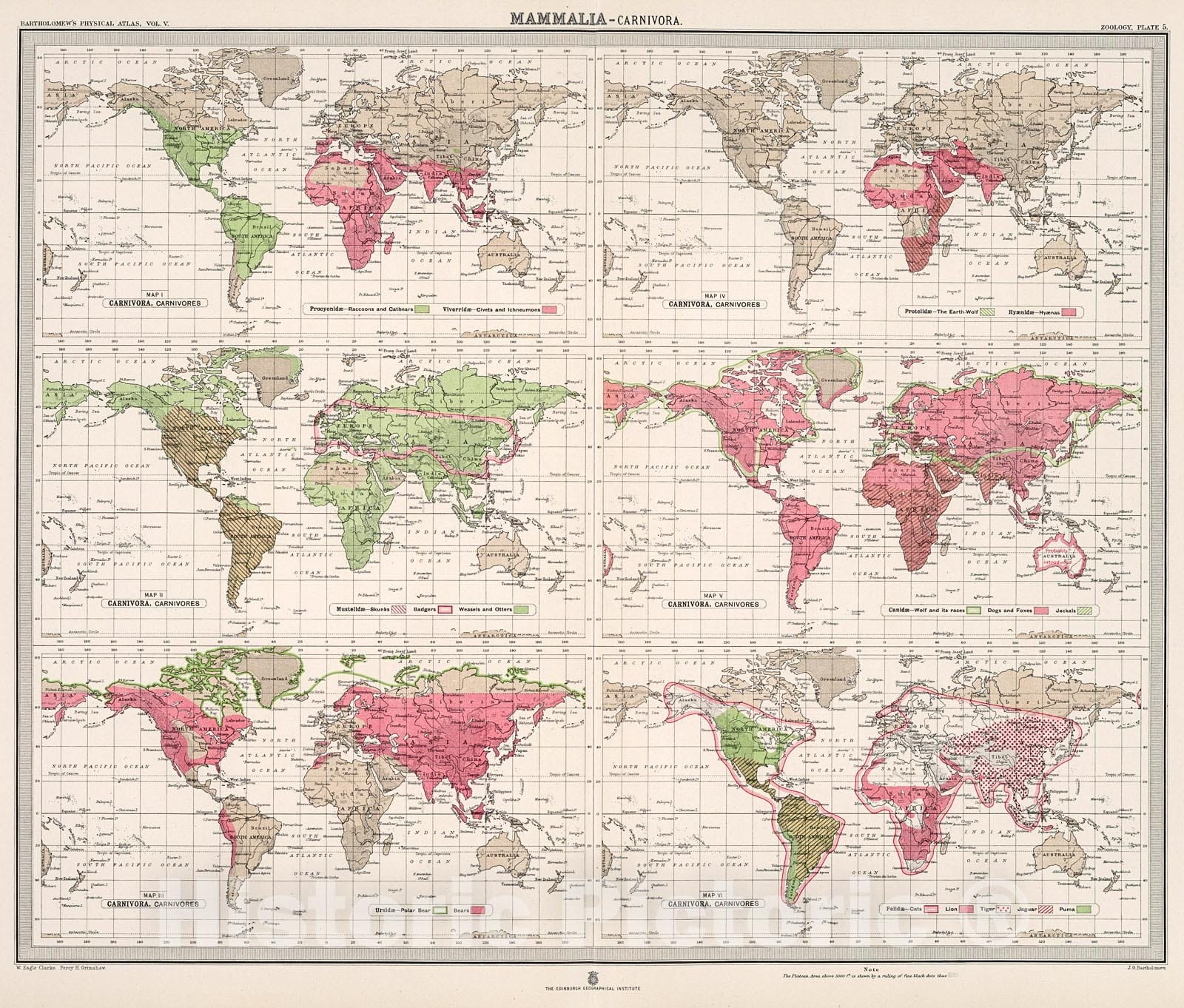 Historic Map : Plate 5. Mammalia - Carnivora (Carnivores)., 1911, Vint ...