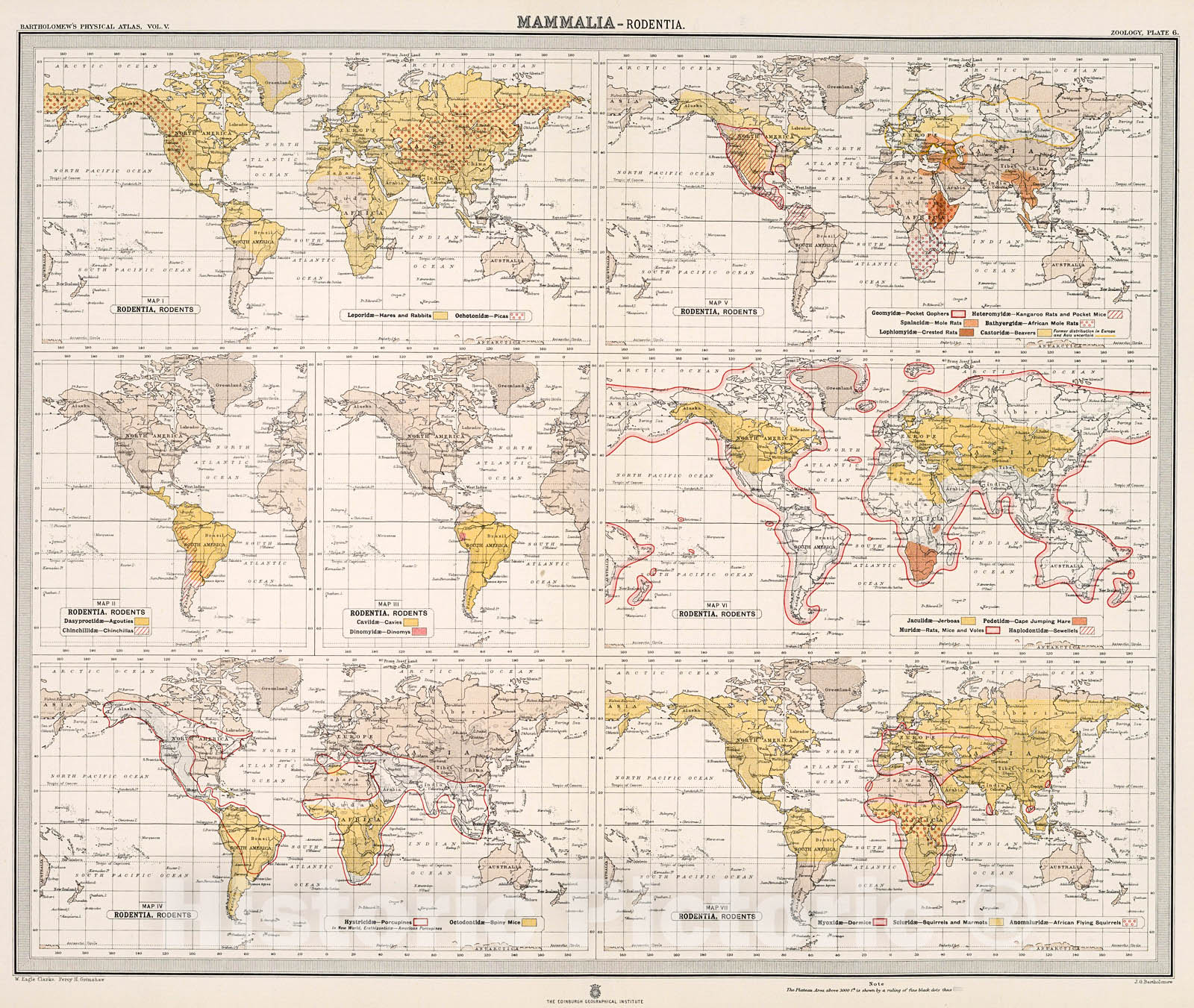 Historic Map : Plate 6. Mammalia - Rodentia (Rodents)., 1911, Vintage ...
