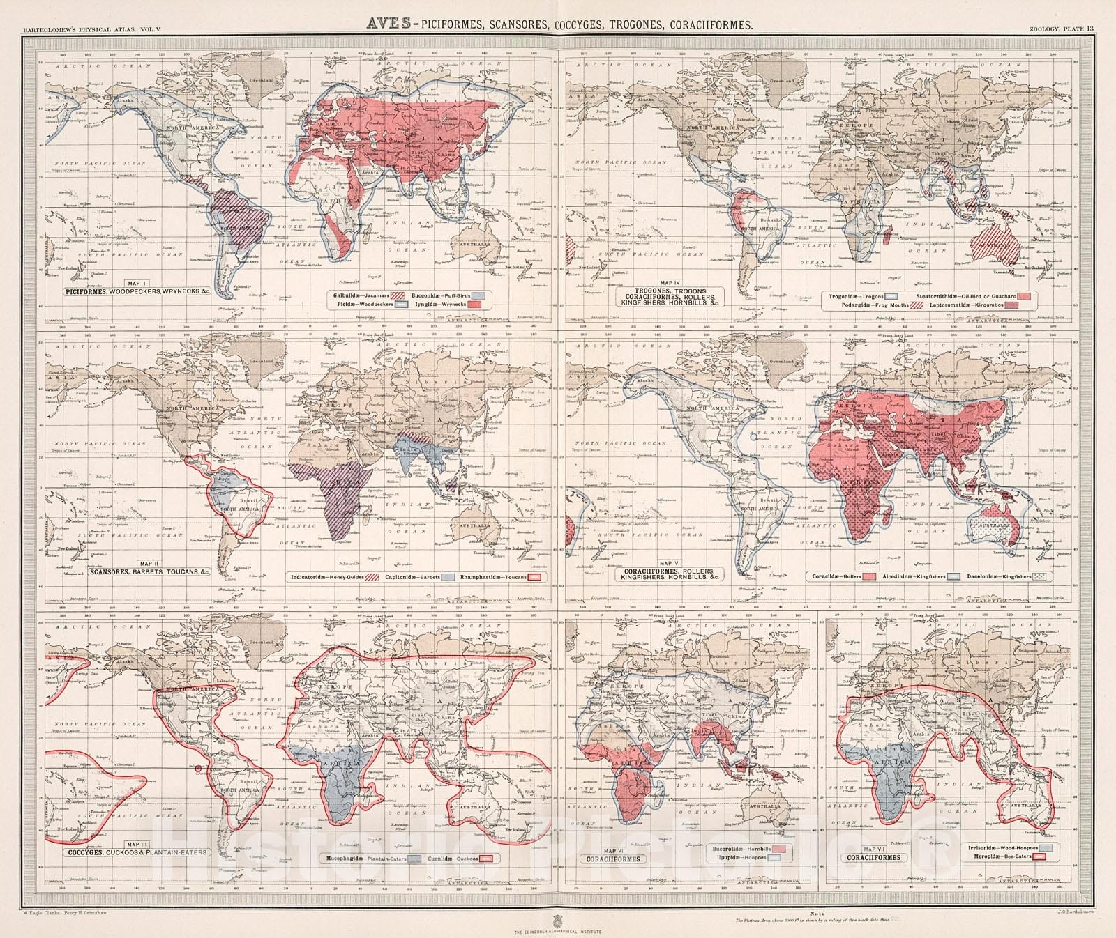 Historic Map : Plate 13. Aves, (Birds) - Piciformes, Scansores, Coccyg ...