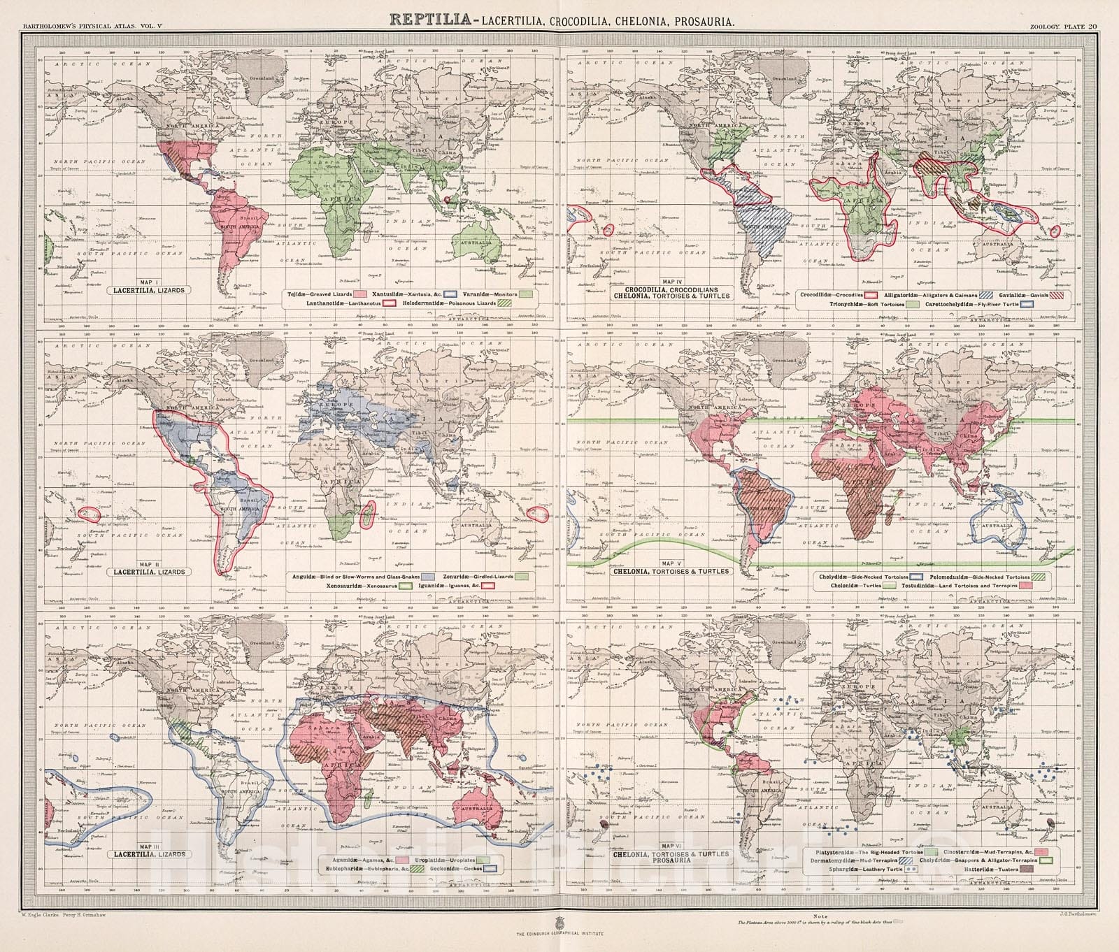 Historic Map : Plate 20. Reptilia - Lacertilia (Lizards); Crocodilia ...
