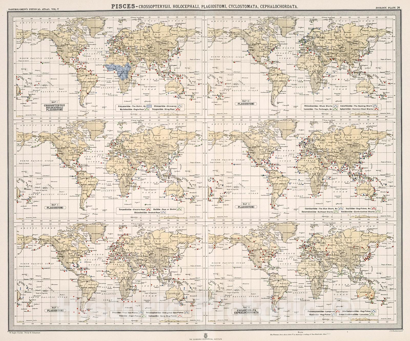 Historic Map : Plate 26. Pisces - Crossopterygii; Holocephali; Plagios ...