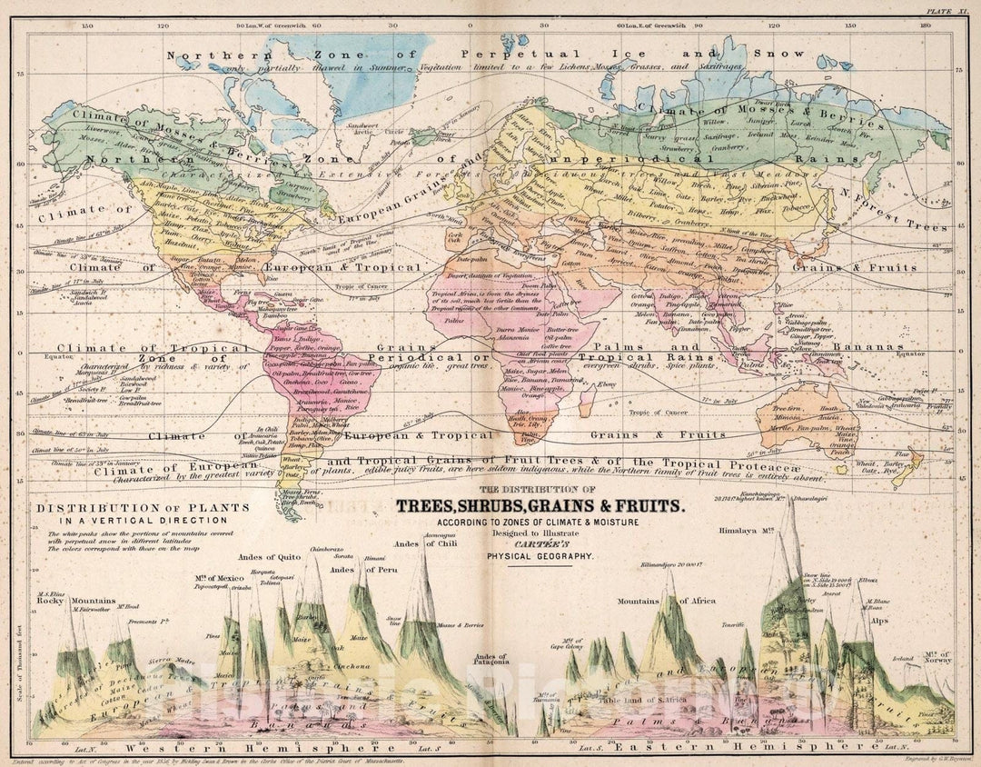 Historic Map : The distribution of trees, shrubs, grains and fruits. A ...