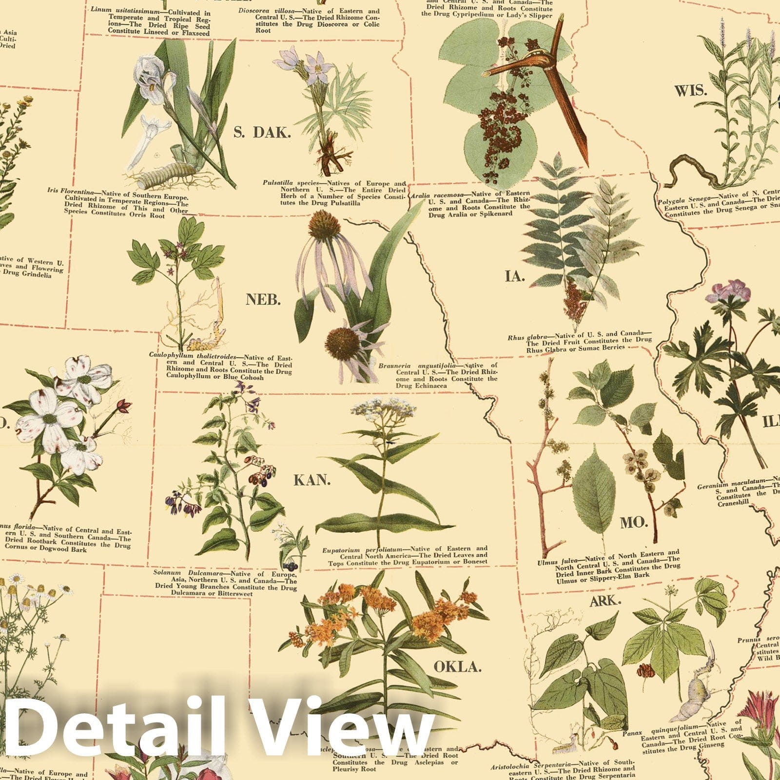 Historic Map - Medicinal plant map of the United States of America, 19 ...
