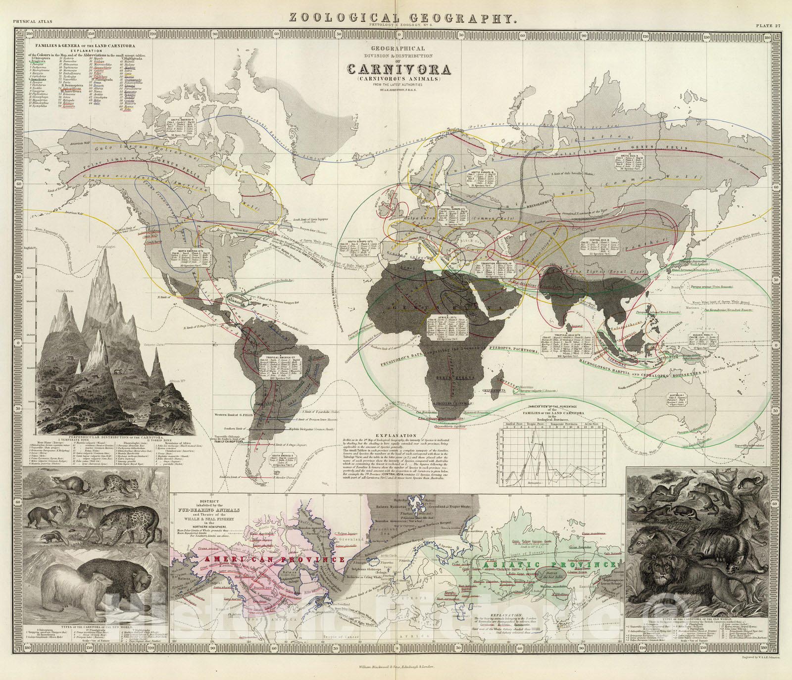 Historic Map : Physical Atlas Map, Carnivora. 1856 - Vintage Wall Art ...