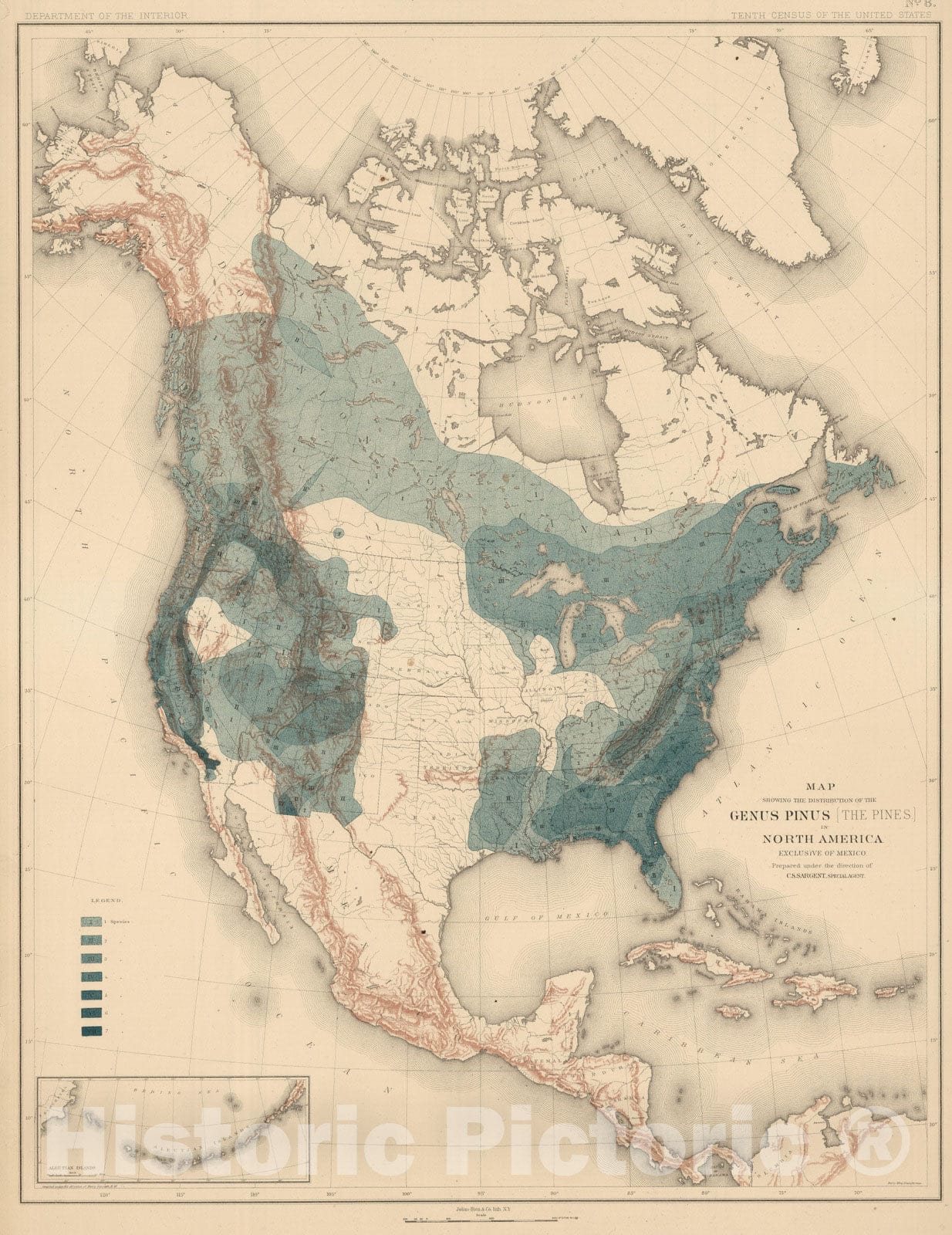Historic Map : 1884 Distribution of the Genus Pinus [The Pines.] in No ...