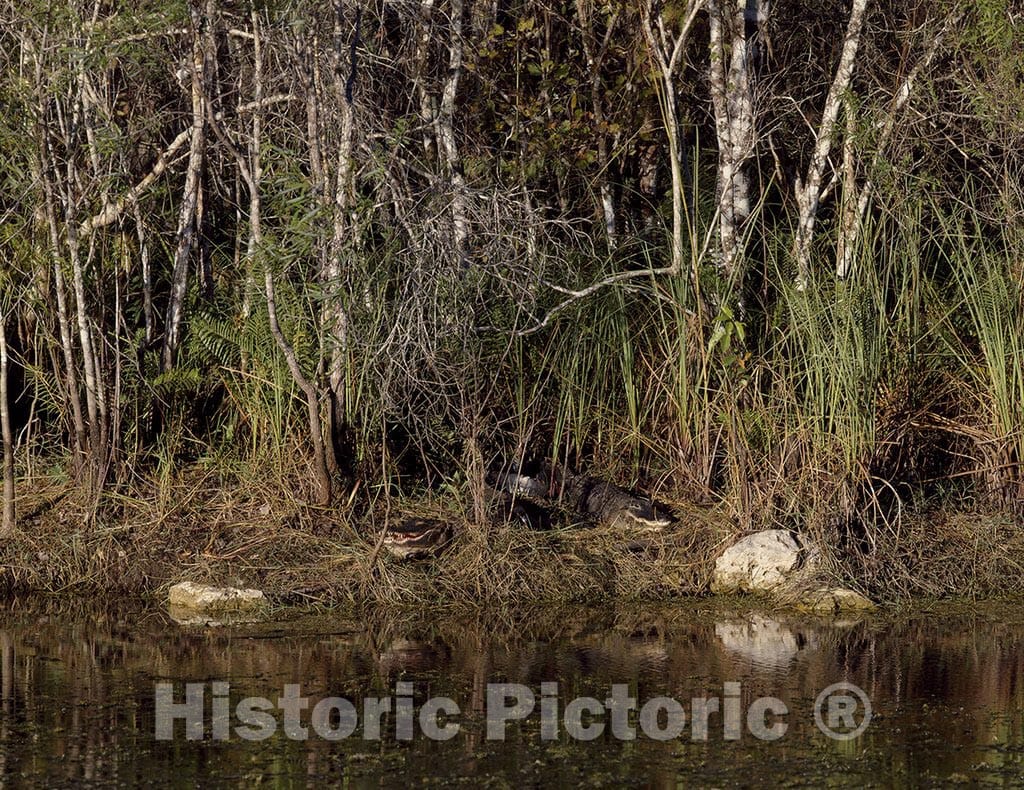 Florida Photo - Two Alligators (Look Carefully!) in The Everglades, Fl ...