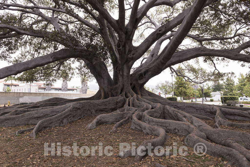 Santa Barbara, CA Photo - Santa Barbara's Moreton Bay Fig Tree Located ...