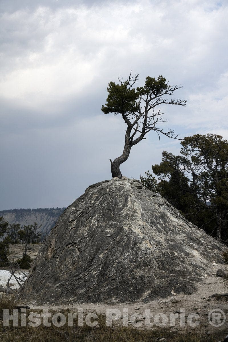 Yellowstone, WY Photo - A gaunt Tree Above Yellowstone National Park ...