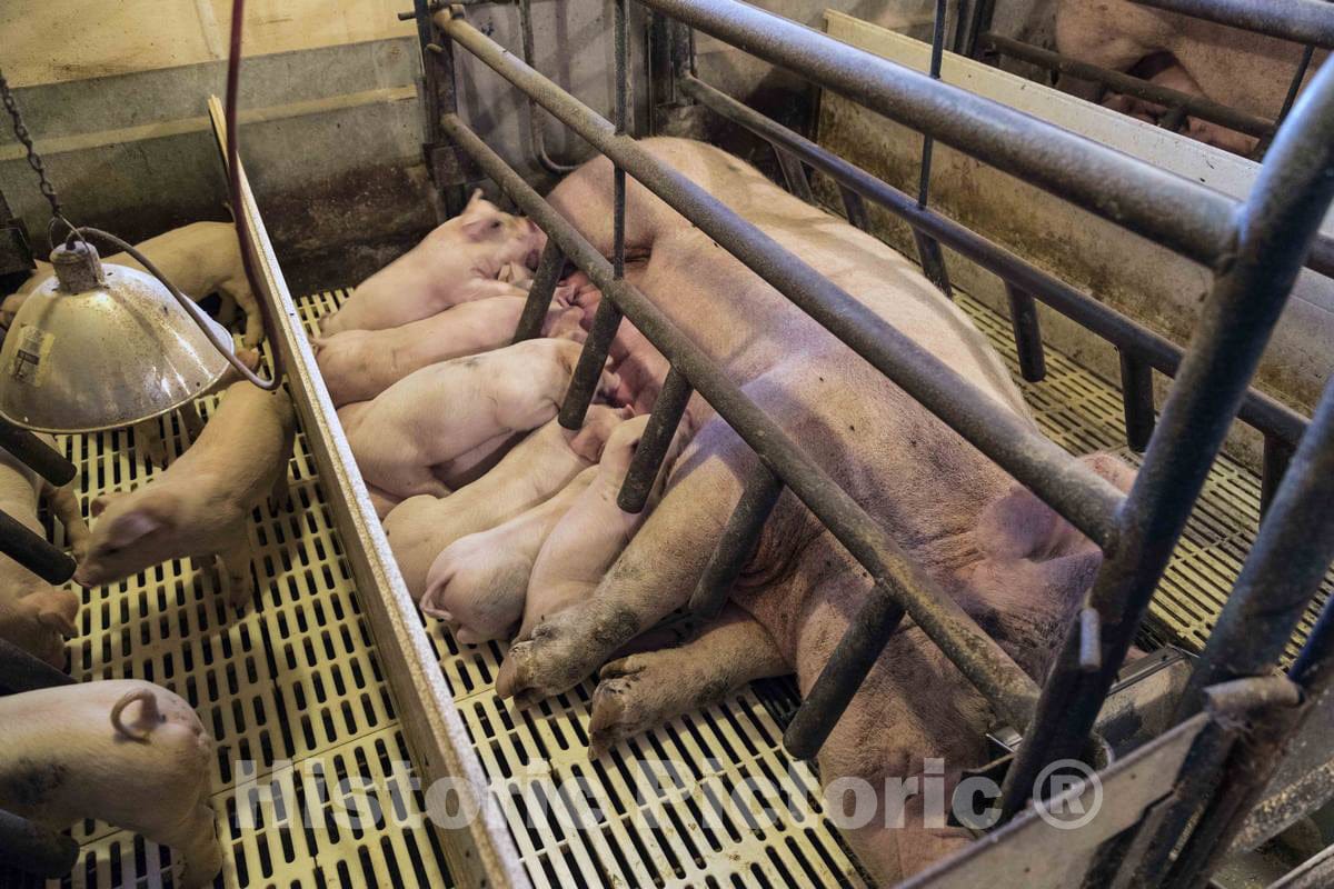 Photo- Sows Suckle Their Litter of Piglets in The farrowing, or Birthi ...