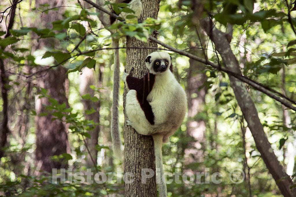 Photo- One of The Star Attractions at The The Duke Lemur Center in Dur ...