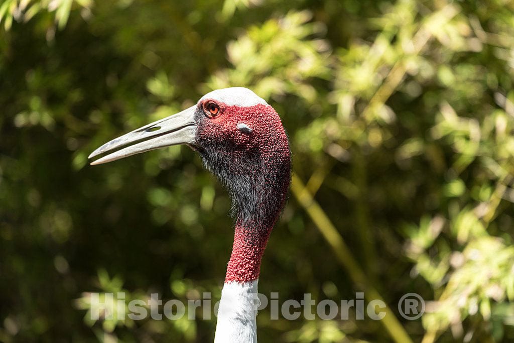 Photo- Alligators by The Hundreds are The Featured Attraction at Allig ...