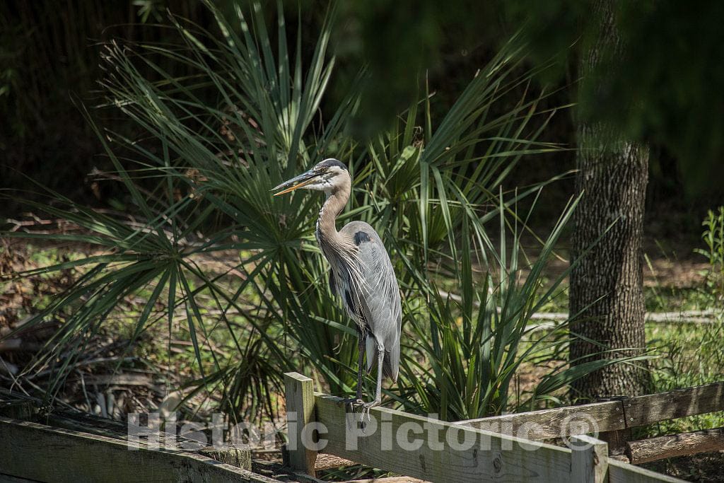 Photo- Alligators by The Hundreds are The Featured Attraction at Allig ...