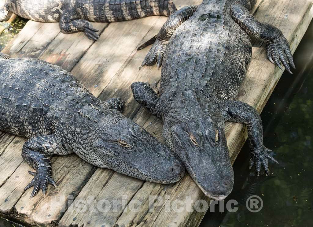 Photo- Alligators by The Hundreds are The Featured Attraction at Allig ...
